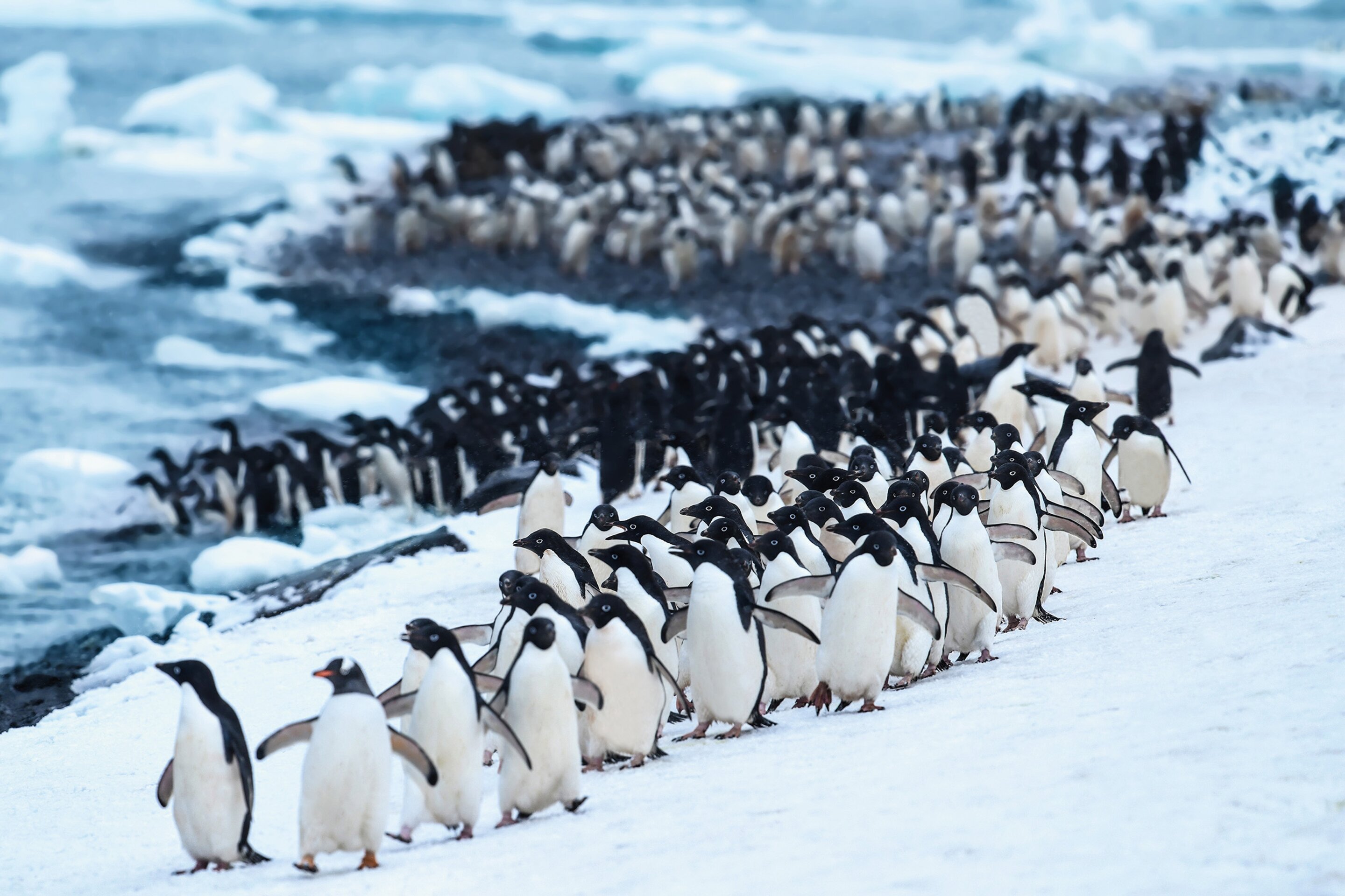 Expedition from Ushuaia to Ushuaia with HANSEATIC inspiration - INS2702 ...
