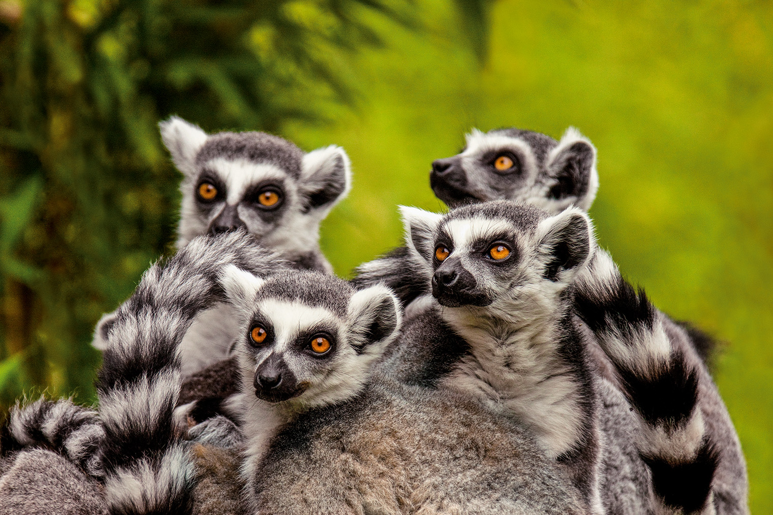 Expedition from Mauritius to Cape Town with HANSEATIC spirit - SPI2624 - Hapag-Lloyd Cruises